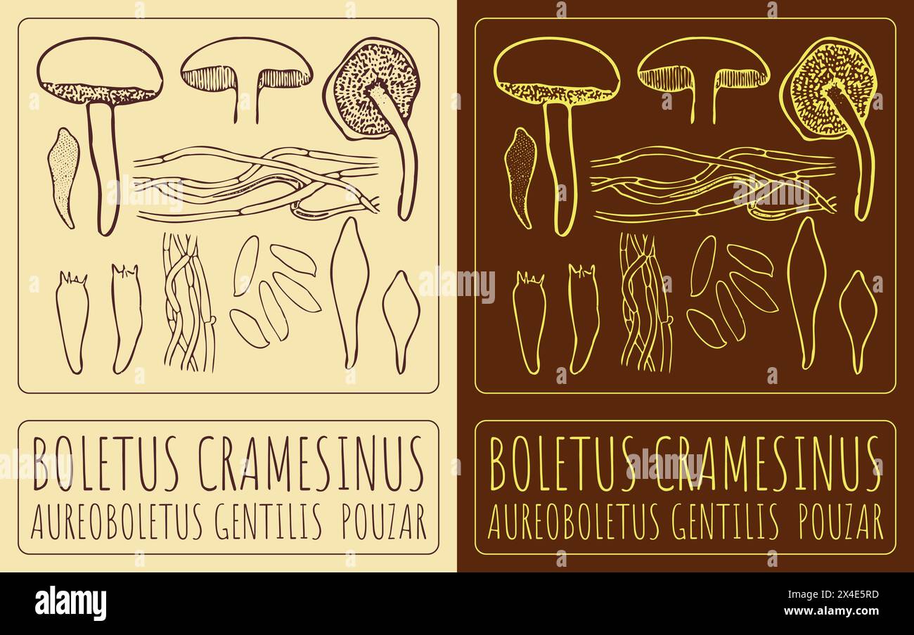 Summer bolete summer cep boletus Stock Vector Images - Alamy
