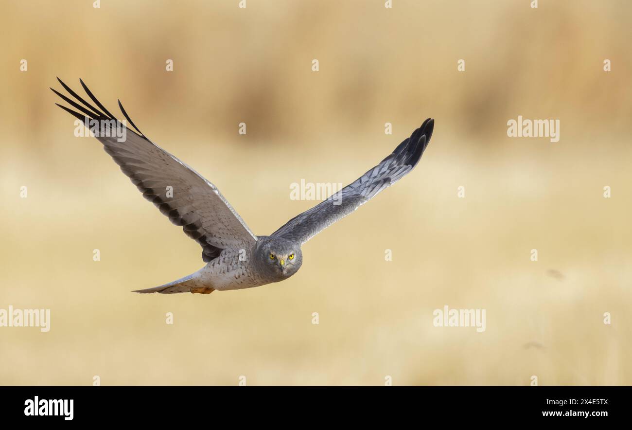 Northern harrier (male Stock Photo - Alamy