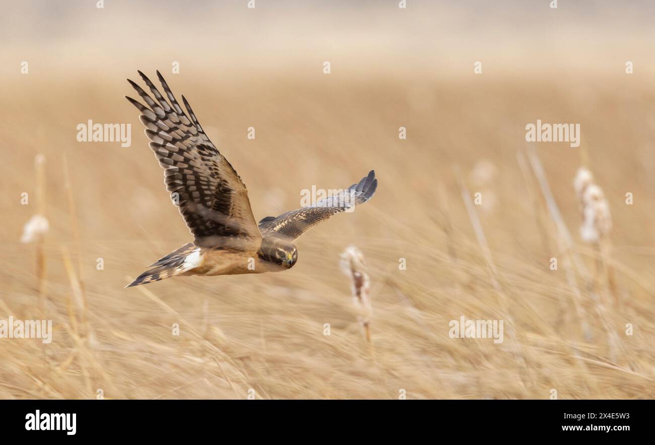 Female northern harrier hi-res stock photography and images - Alamy