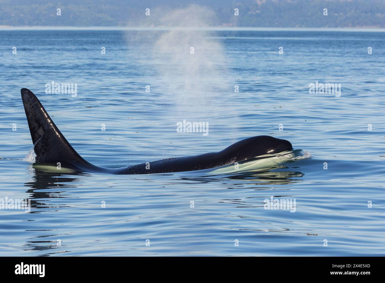 Orca whale surfacing Stock Photo - Alamy