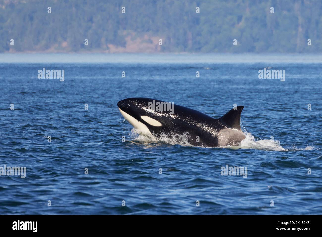USA, Washington State. San Juan Island, Salish Sea, Puget Sound, orca ...