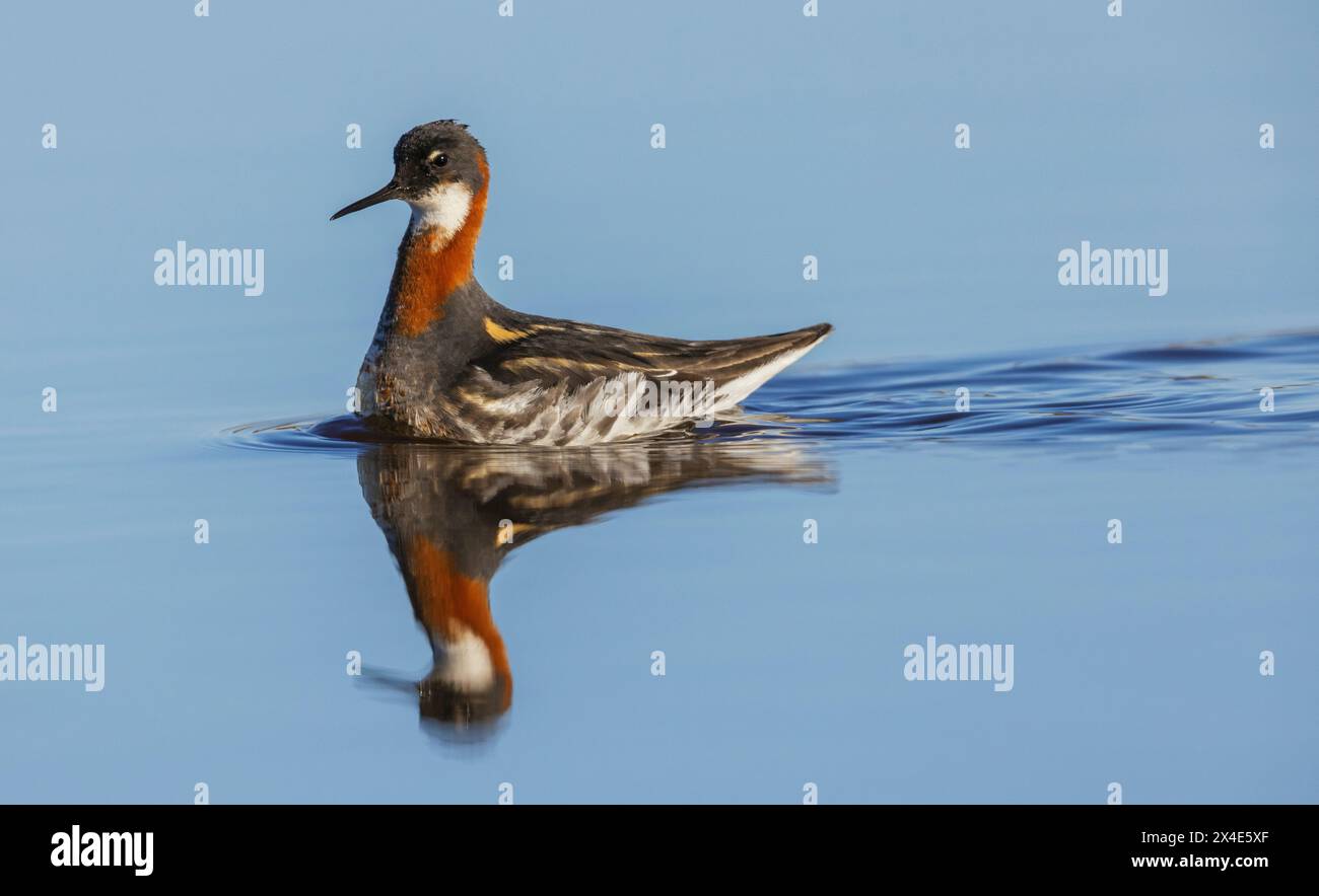 Red-necked phalarope female arctic habitat, Alaska, USA Stock Photo - Alamy