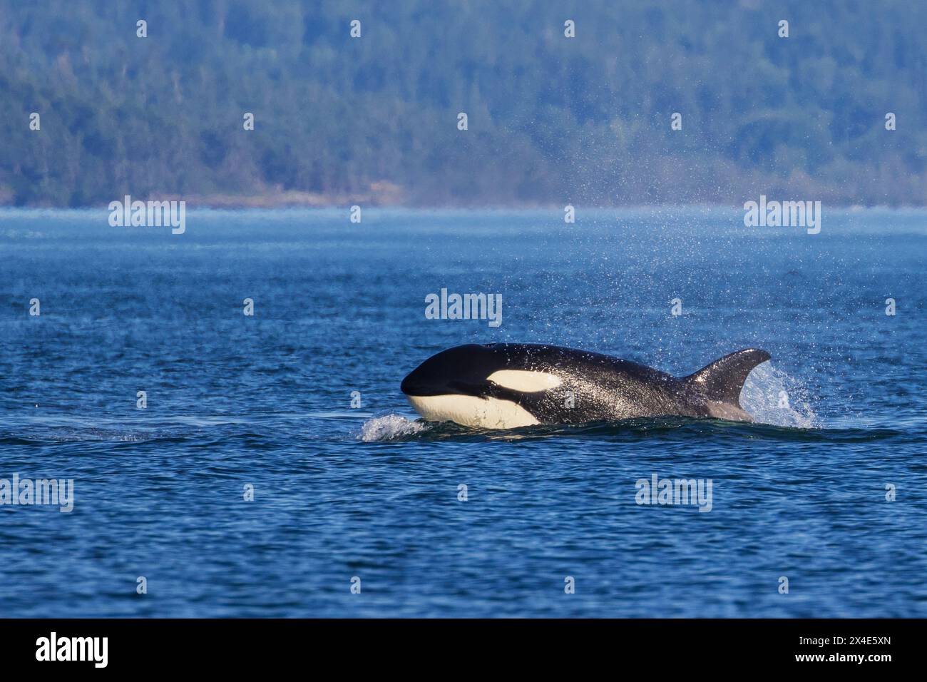 Salish sea orca hi-res stock photography and images - Alamy