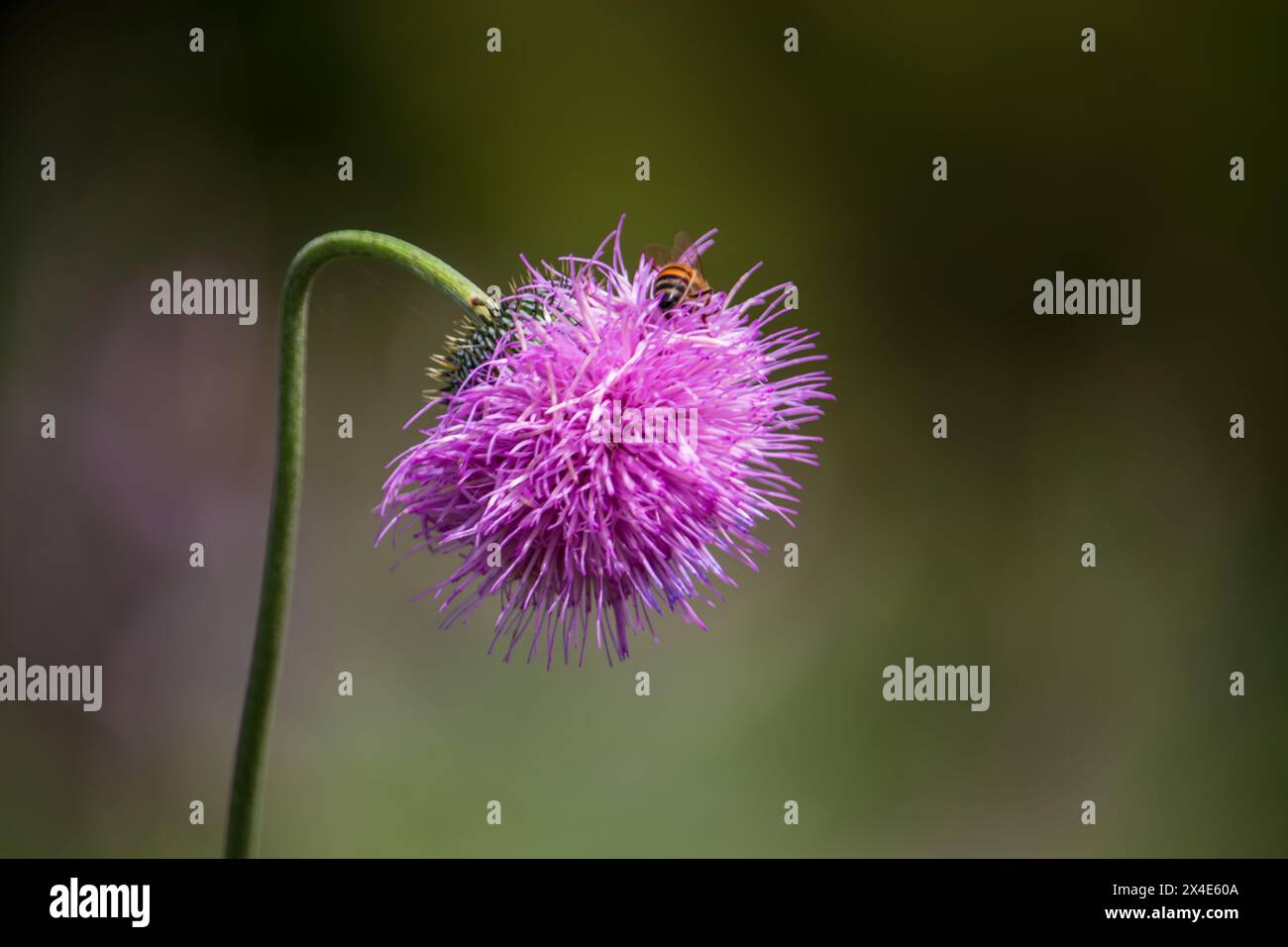 A vibrant purple thistle stands out against a soft-focused green ...