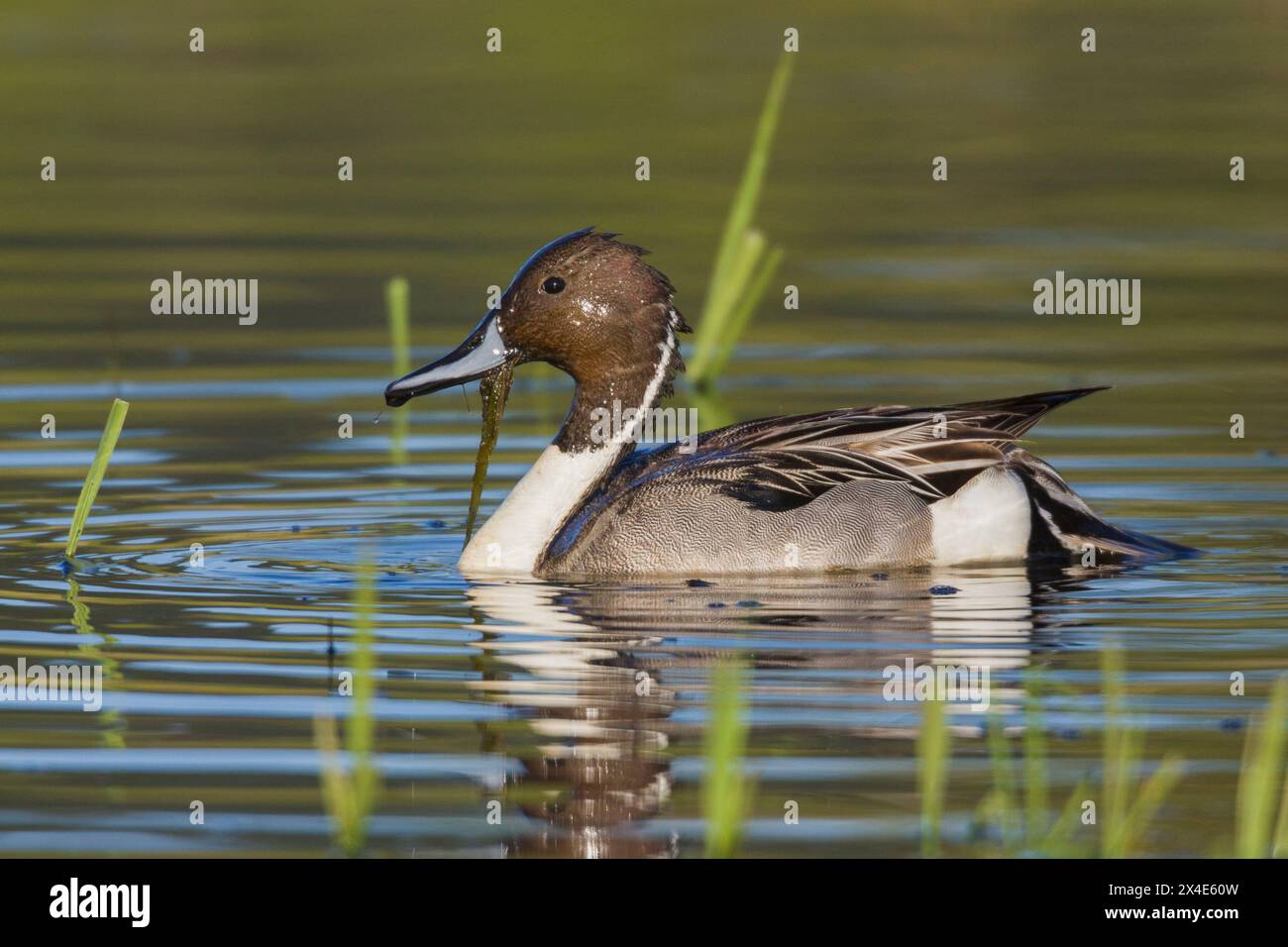 Northern pintail drake, foraging in flooded agriculture field, USA ...