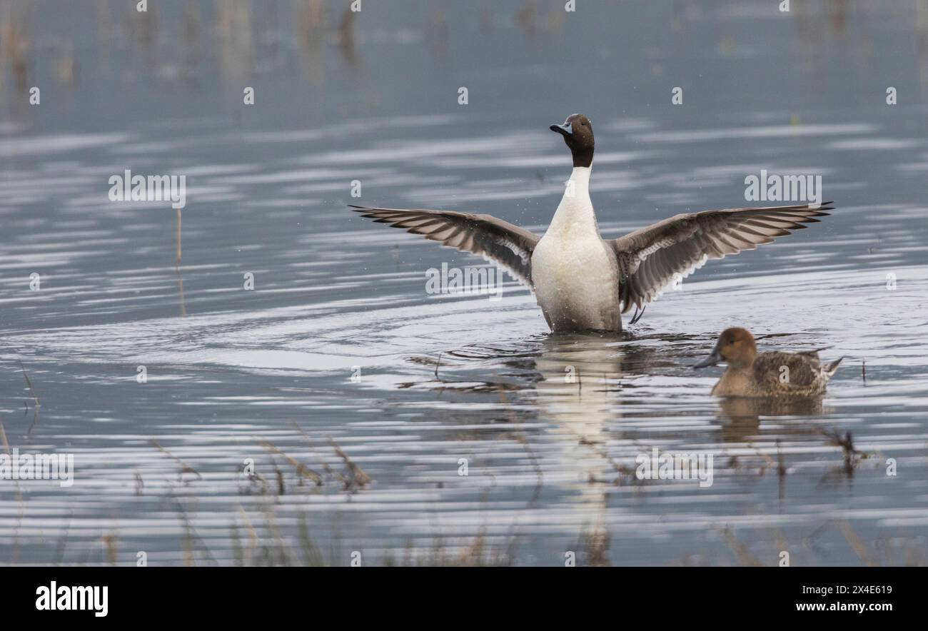 Northern pintail ducks, foraging in flooded agriculture field ...