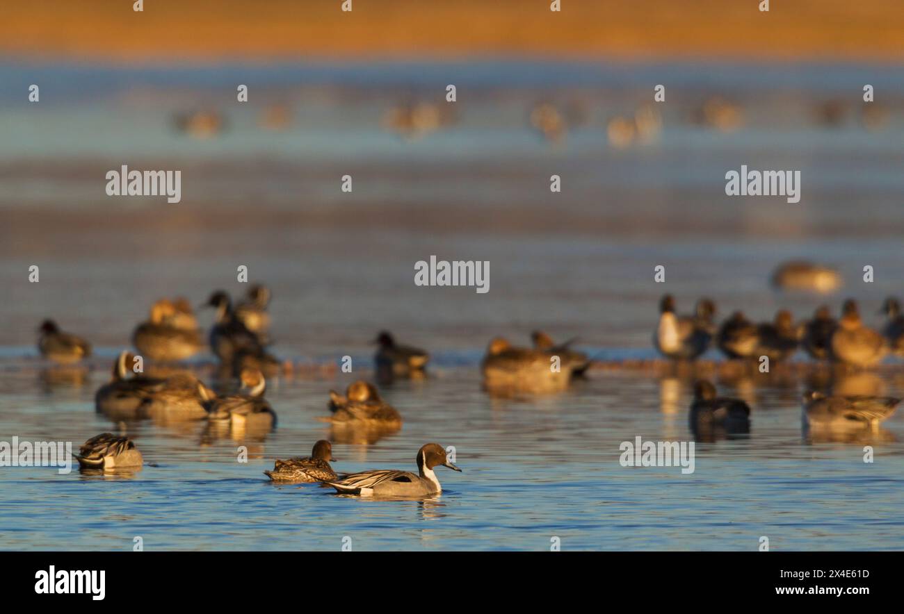 Northern pintail duck hi-res stock photography and images - Alamy