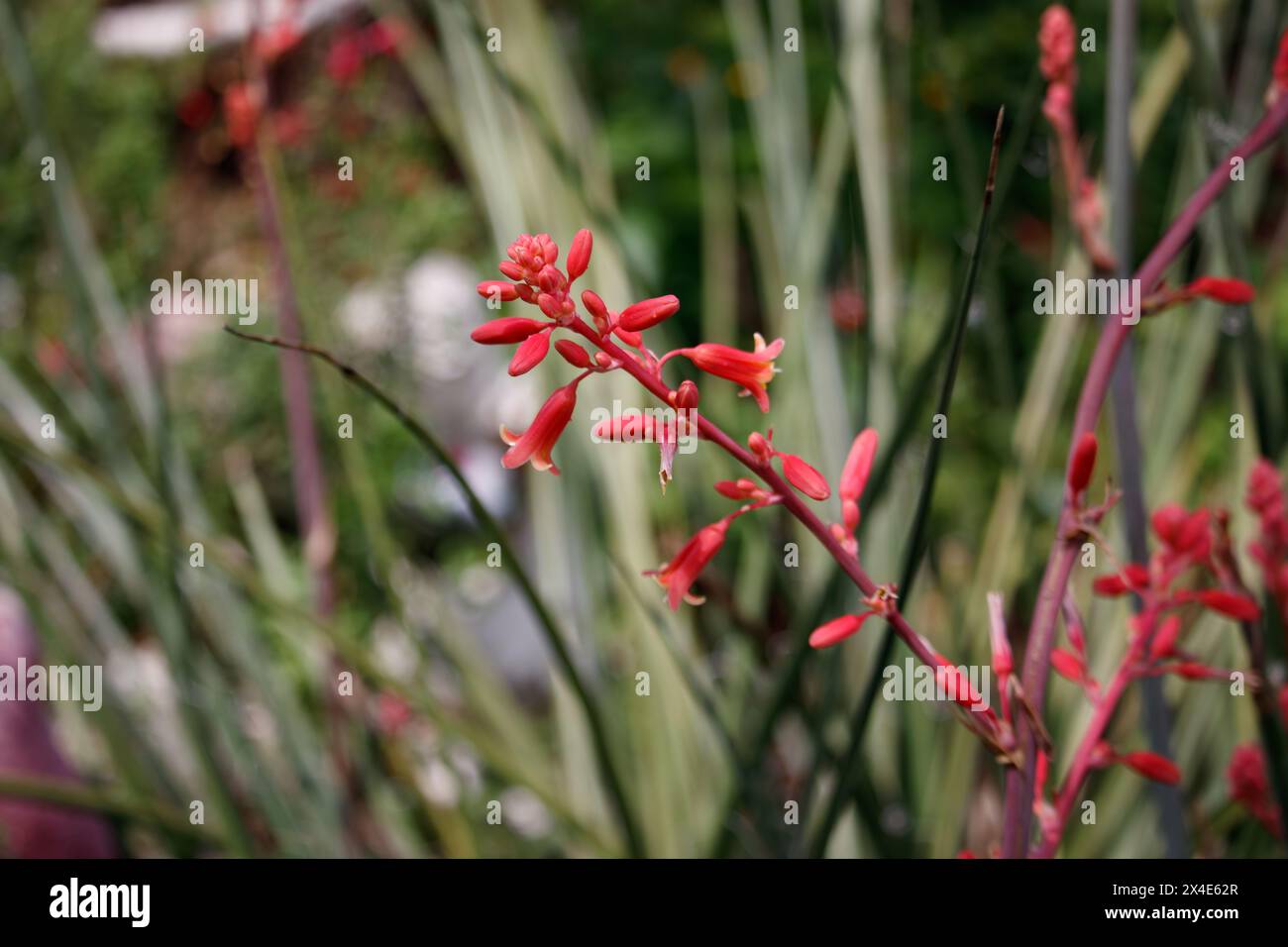 On a slim stem, vibrant red blossoms burst forth against a backdrop of ...
