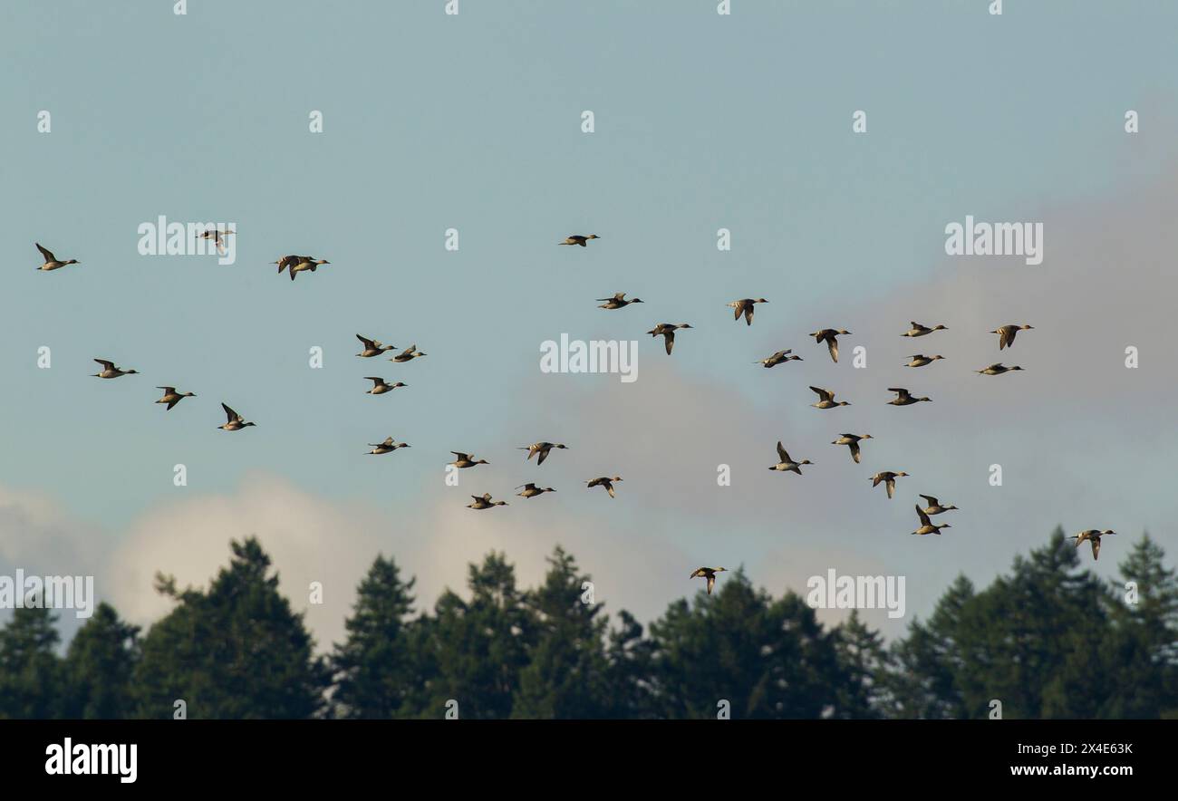 Northern pintail ducks, spring migration, USA, Washington State Stock ...