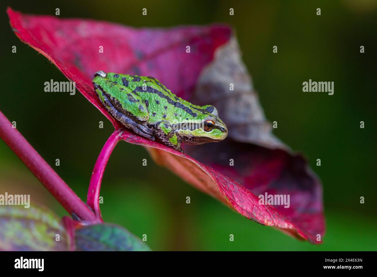 USA, Washington State. Nisqually National Wildlife Refuge, Pacific tree ...
