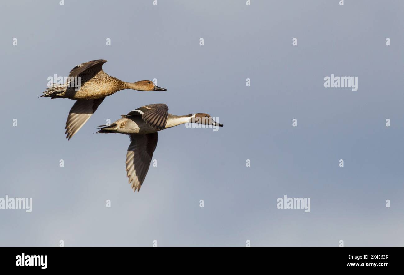 Northern pintail ducks, spring migration, USA, Washington State Stock ...