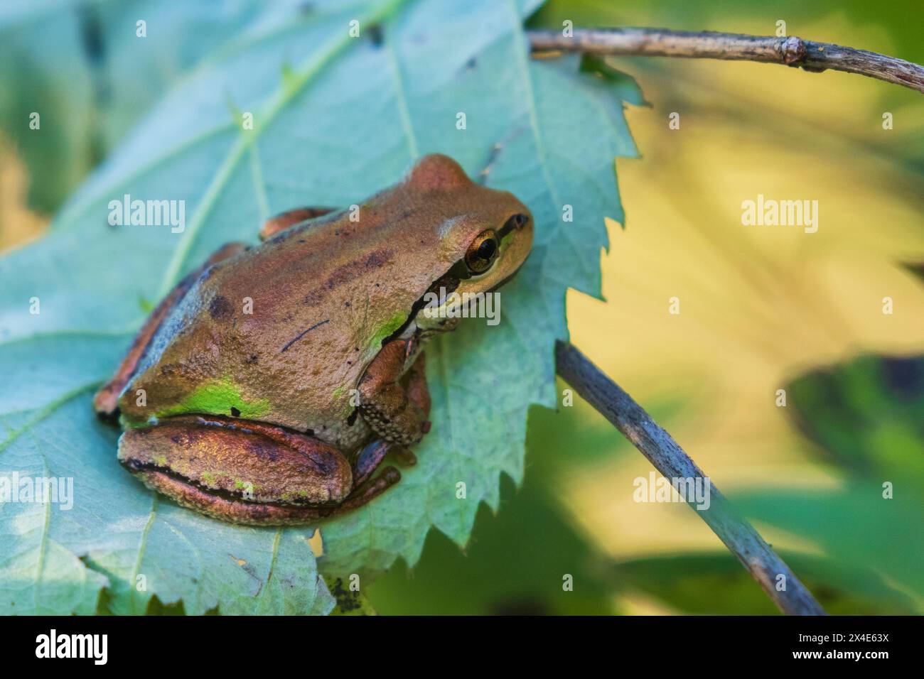 USA, Washington State. Nisqually National Wildlife Refuge, Pacific tree ...