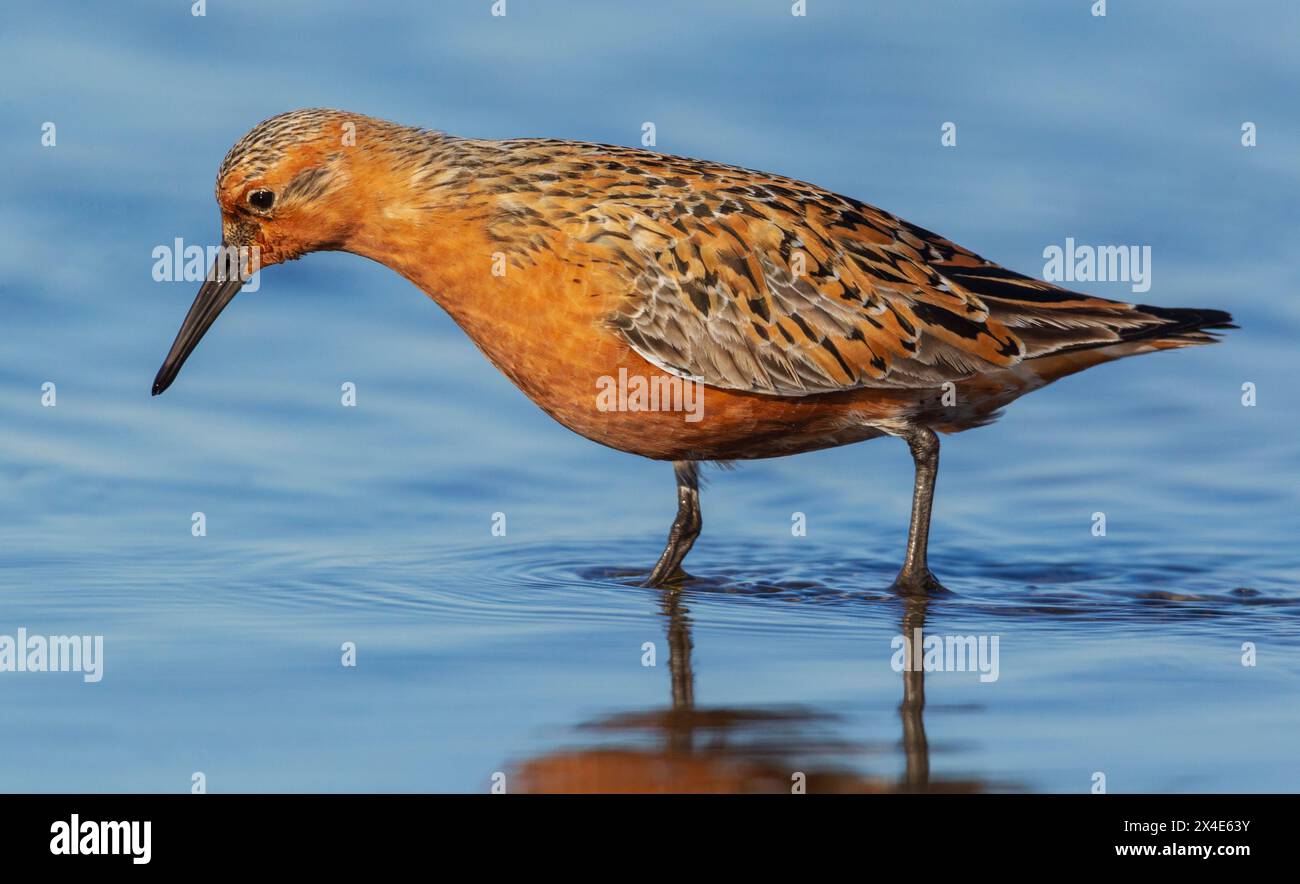 Red knot foraging Stock Photo - Alamy