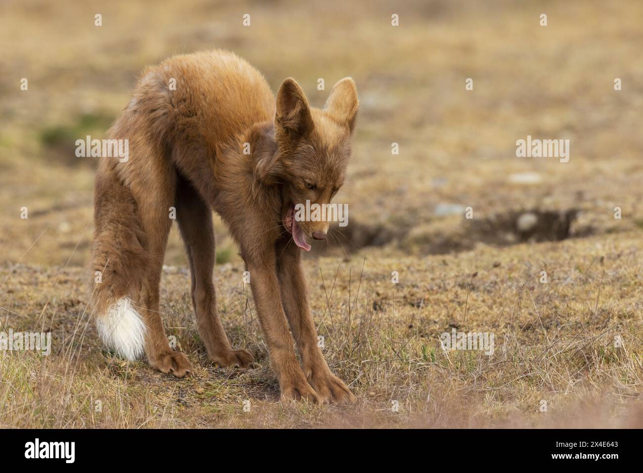 Young red fox stretching (Bronze Color Phase Stock Photo - Alamy
