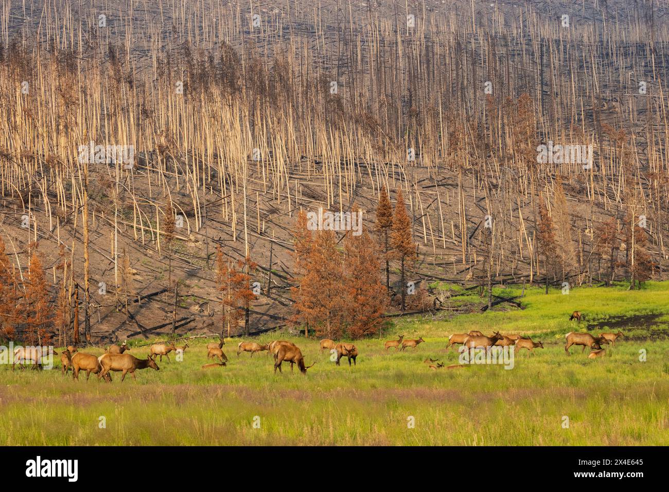 Rocky mountain forest fire regrowth hi-res stock photography and images ...