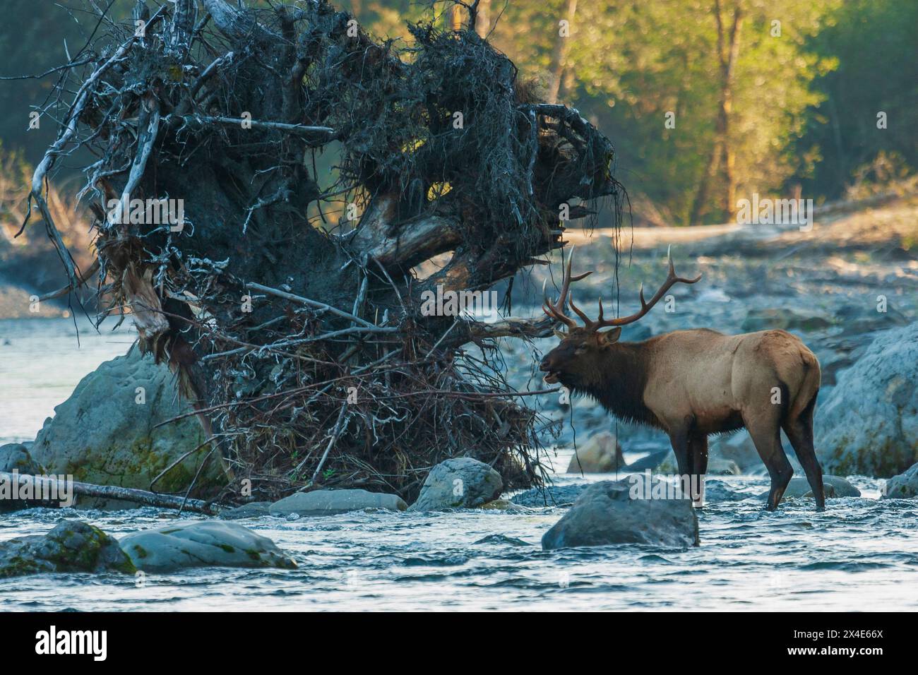Roosevelt bull elk, Pacific Northwest rainforest Stock Photo - Alamy