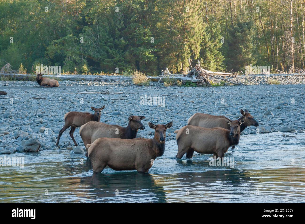 Roosevelt elk herd, Pacific Northwest rainforest Stock Photo - Alamy