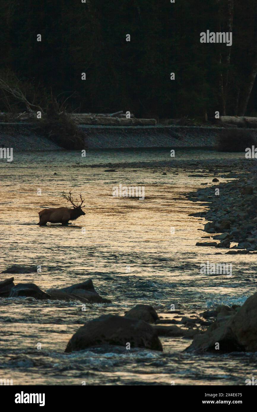 Roosevelt bull elk, Pacific Northwest rainforest Stock Photo - Alamy