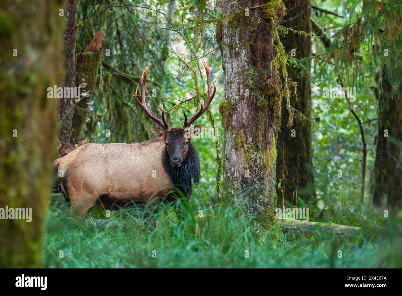 Roosevelt bull elk, Pacific Northwest rainforest Stock Photo - Alamy