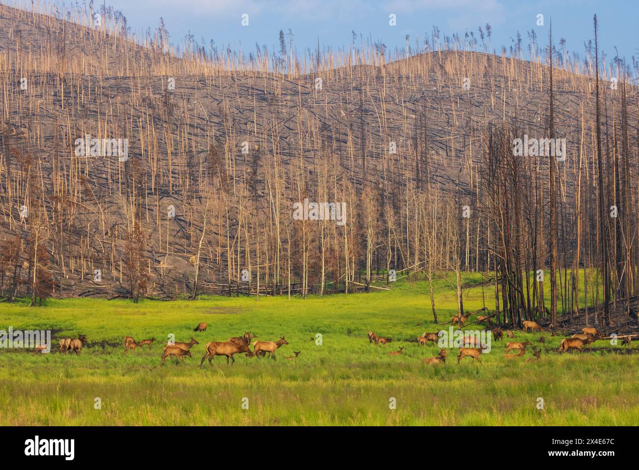 Burnt forest hi-res stock photography and images - Alamy
