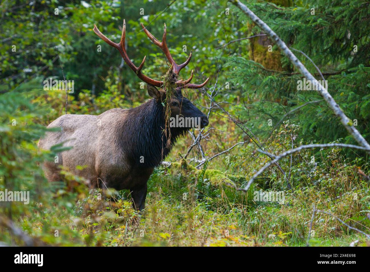 Roosevelt bull elk, Pacific Northwest rainforest Stock Photo - Alamy