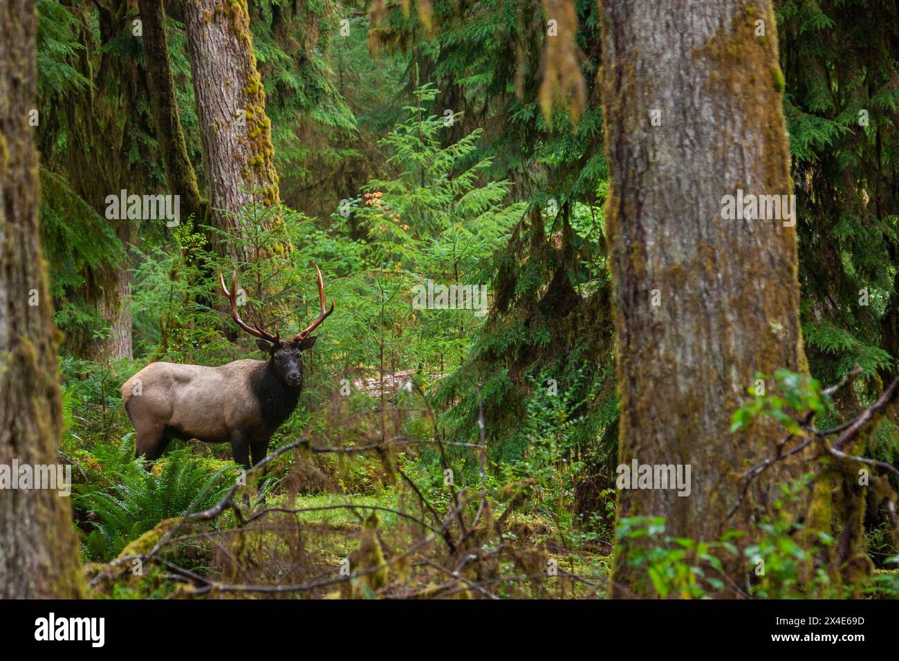 Roosevelt bull elk, Pacific Northwest rainforest Stock Photo - Alamy