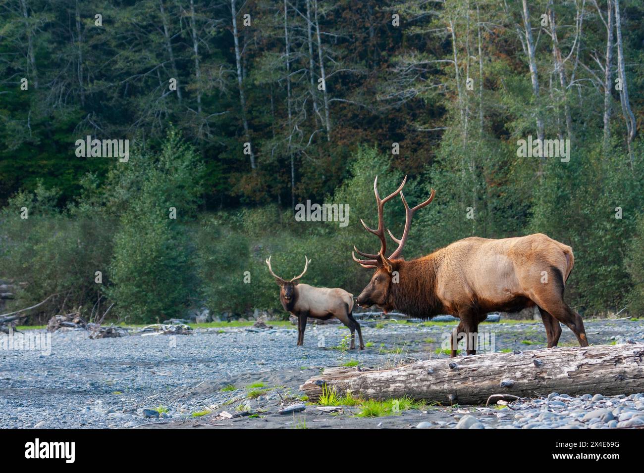 Roosevelt bull elk, Pacific Northwest rainforest Stock Photo - Alamy