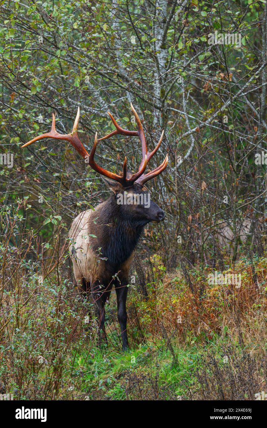 Roosevelt bull elk, Pacific Northwest rainforest Stock Photo - Alamy