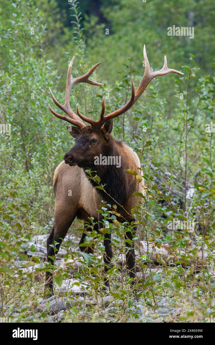 Roosevelt bull elk, Pacific Northwest rainforest Stock Photo - Alamy