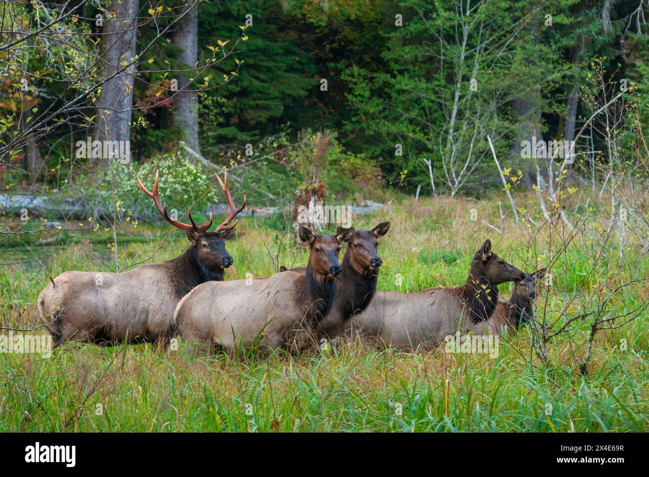 Herd of roosevelt elk hi-res stock photography and images - Alamy