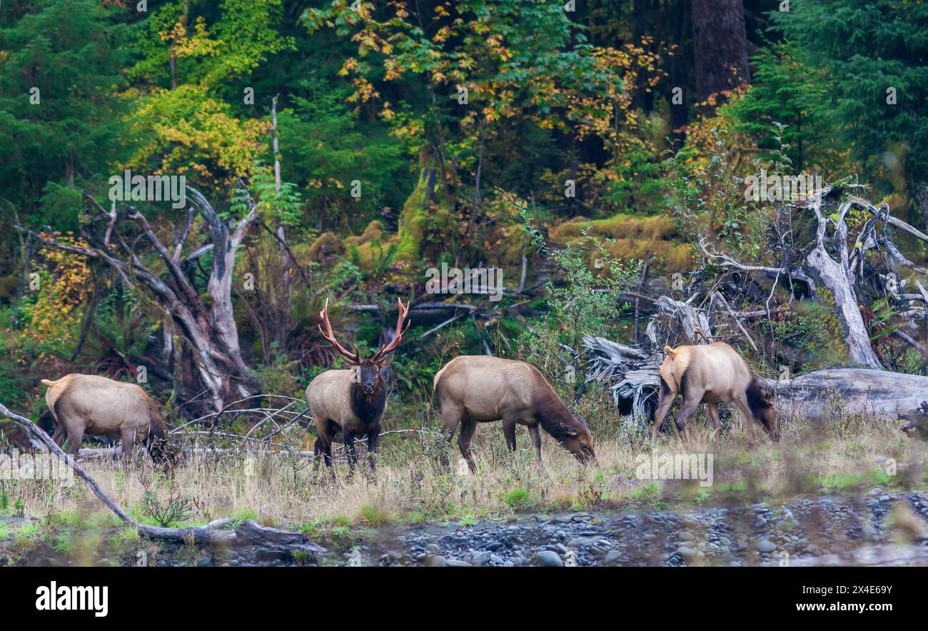 Roosevelt elk herd, Pacific Northwest rainforest Stock Photo - Alamy
