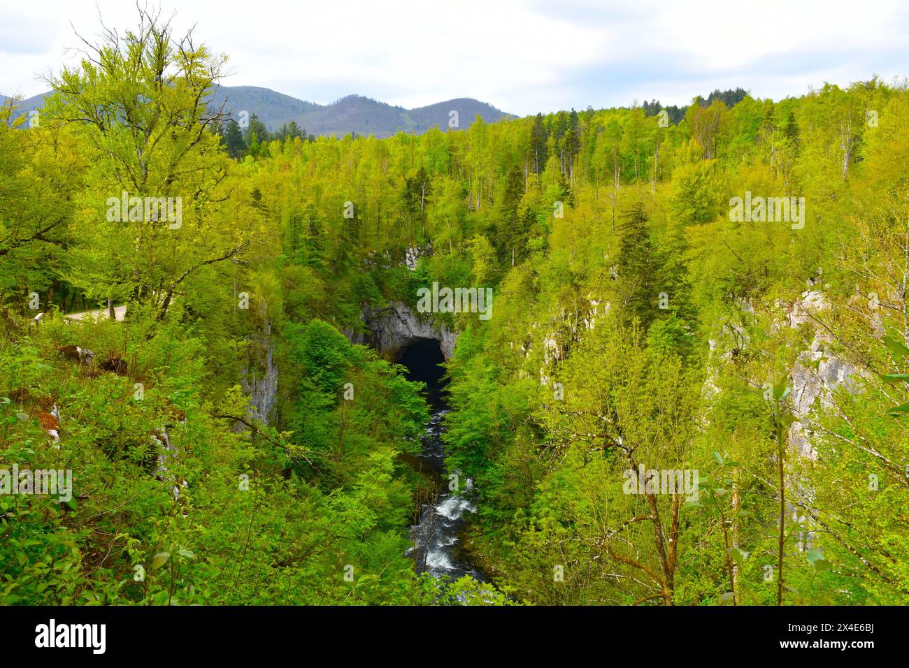 View of Tkalca jama and river Rak flowing into the cave Rakov Škocjan ...