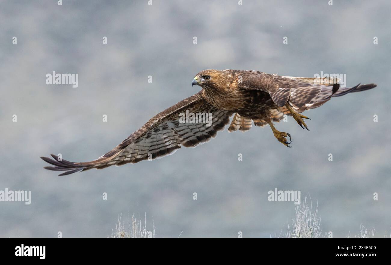 Red-tailed hawk flying, Colorado, USA Stock Photo - Alamy