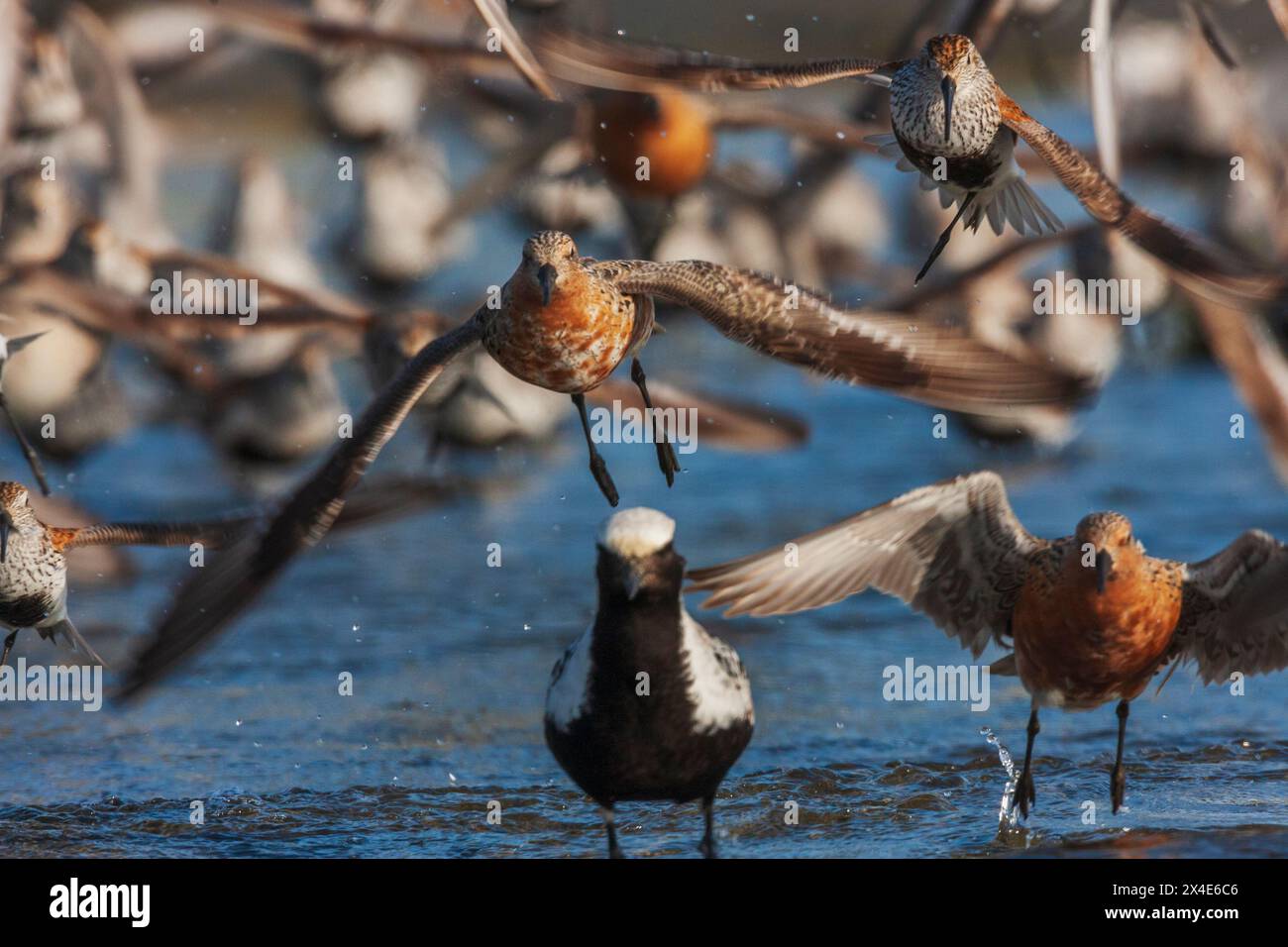 Red knot alighting Stock Photo - Alamy