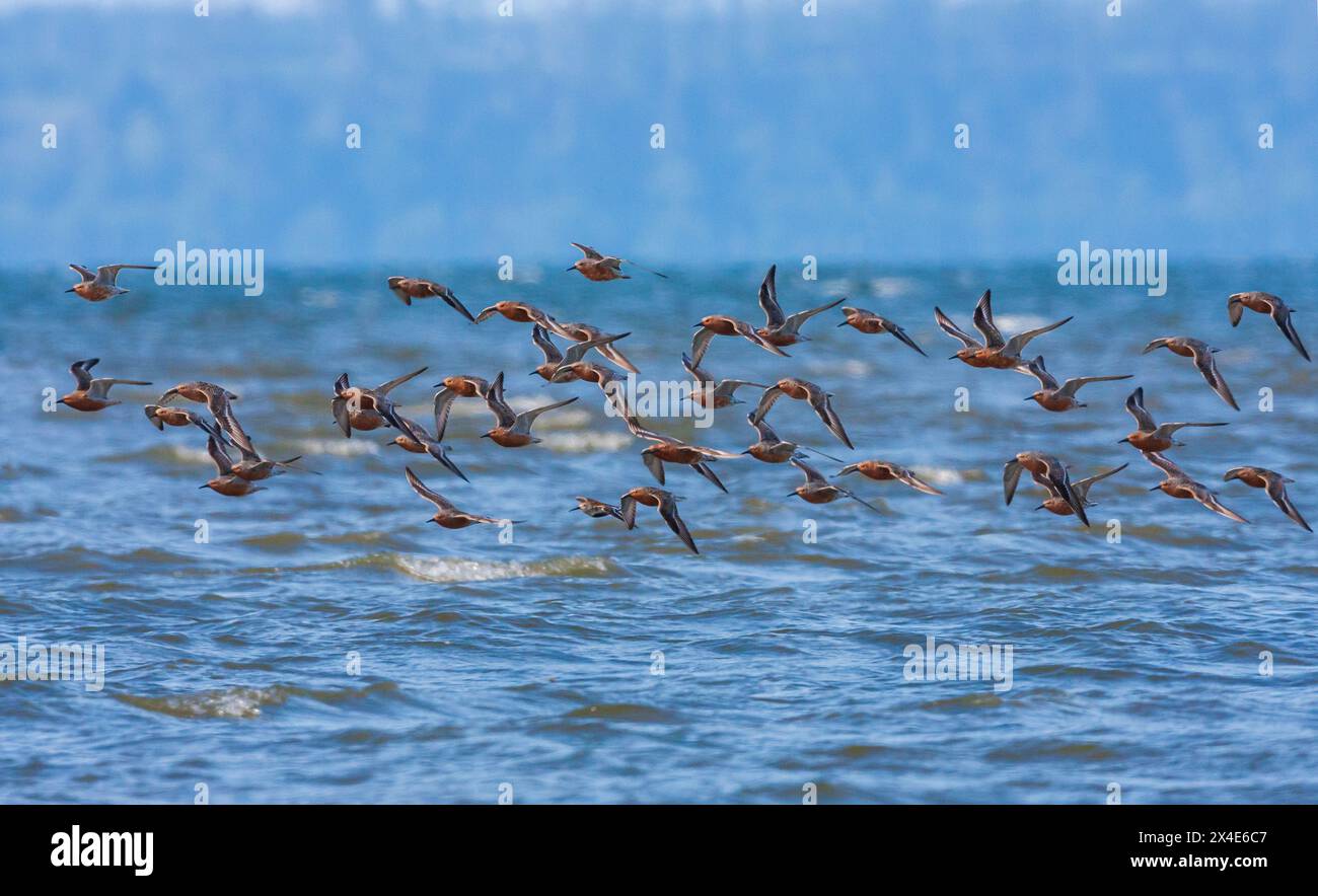 Red knot migration hi-res stock photography and images - Alamy