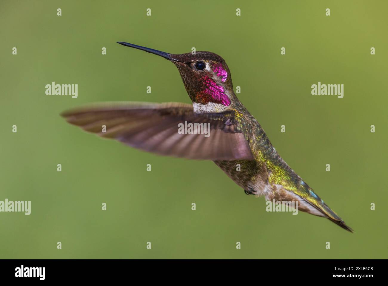 Anna's hummingbird california hi-res stock photography and images - Alamy