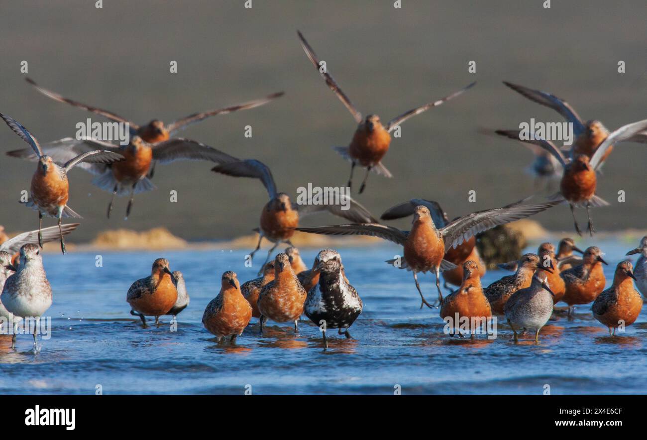 Black-bellied plovers and alighting red knots Stock Photo - Alamy