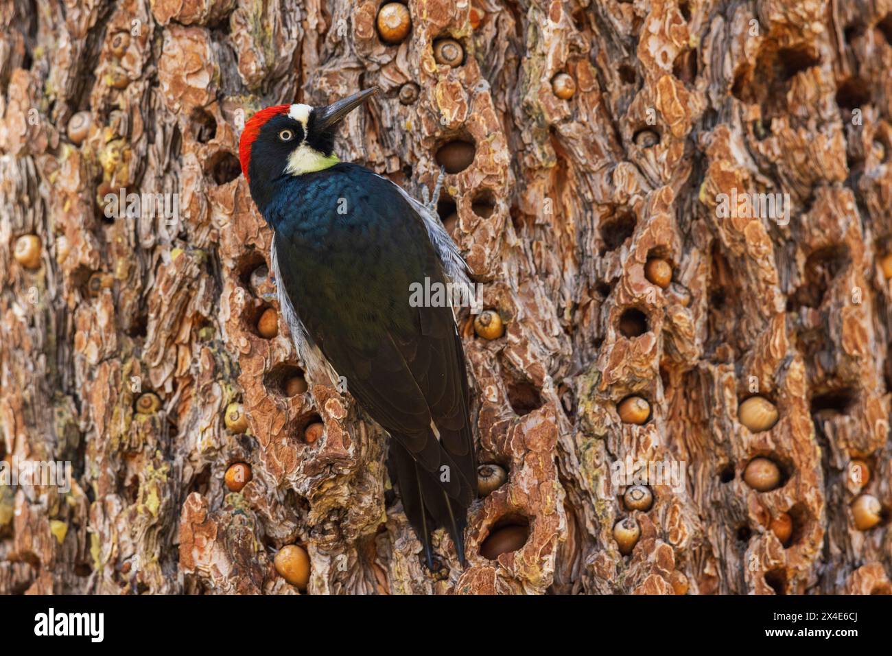 USA, California, Sierra Mountains, acorn woodpecker, cache of snacks ...