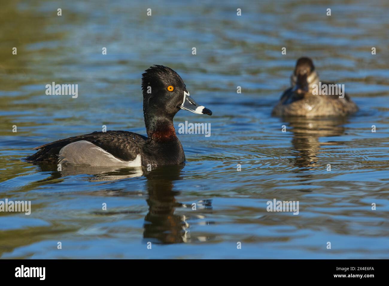 Ring-necked duck drake and ruddy duck female, Southern California ...