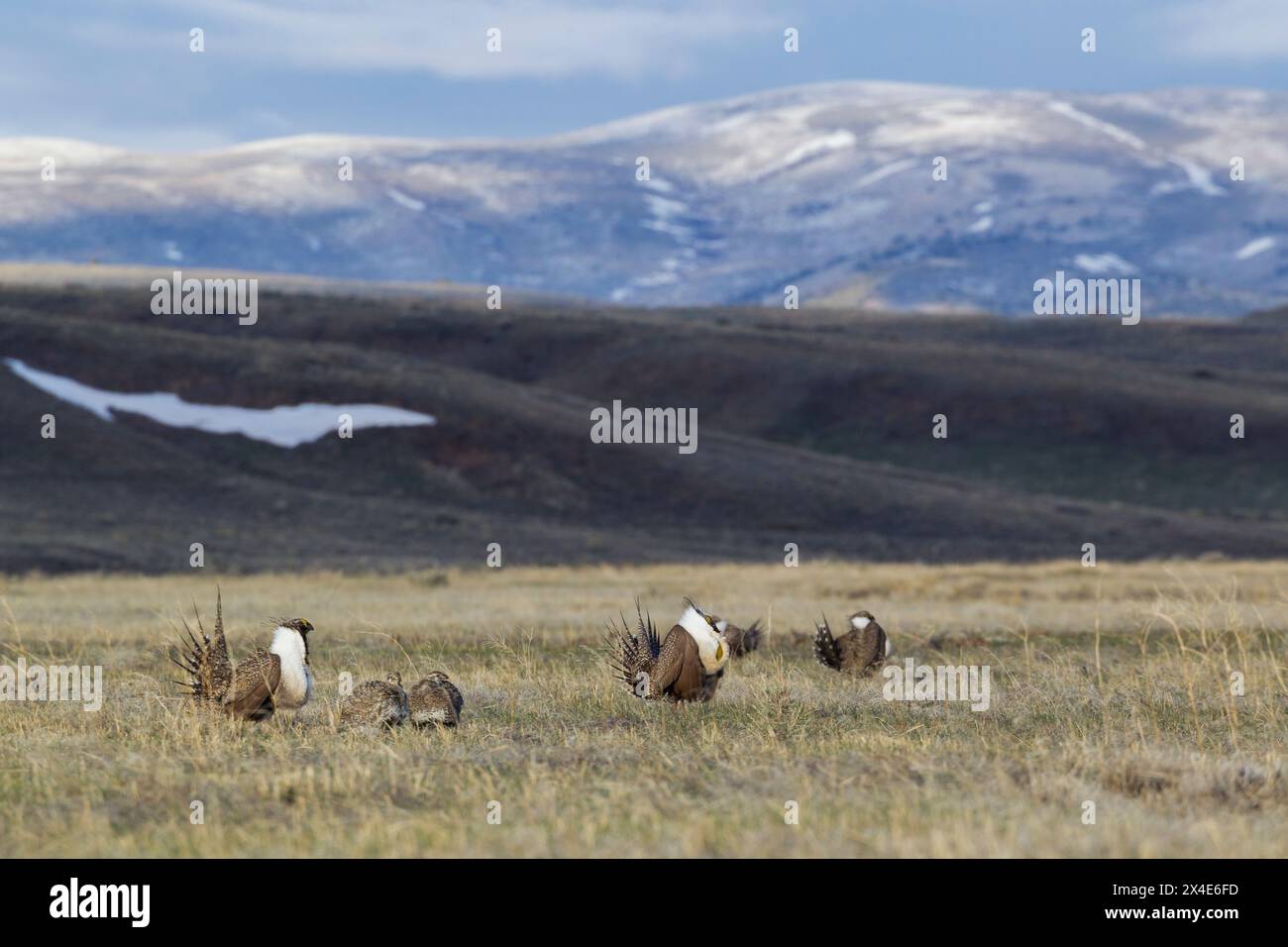 Sage grouse lekking hi-res stock photography and images - Alamy