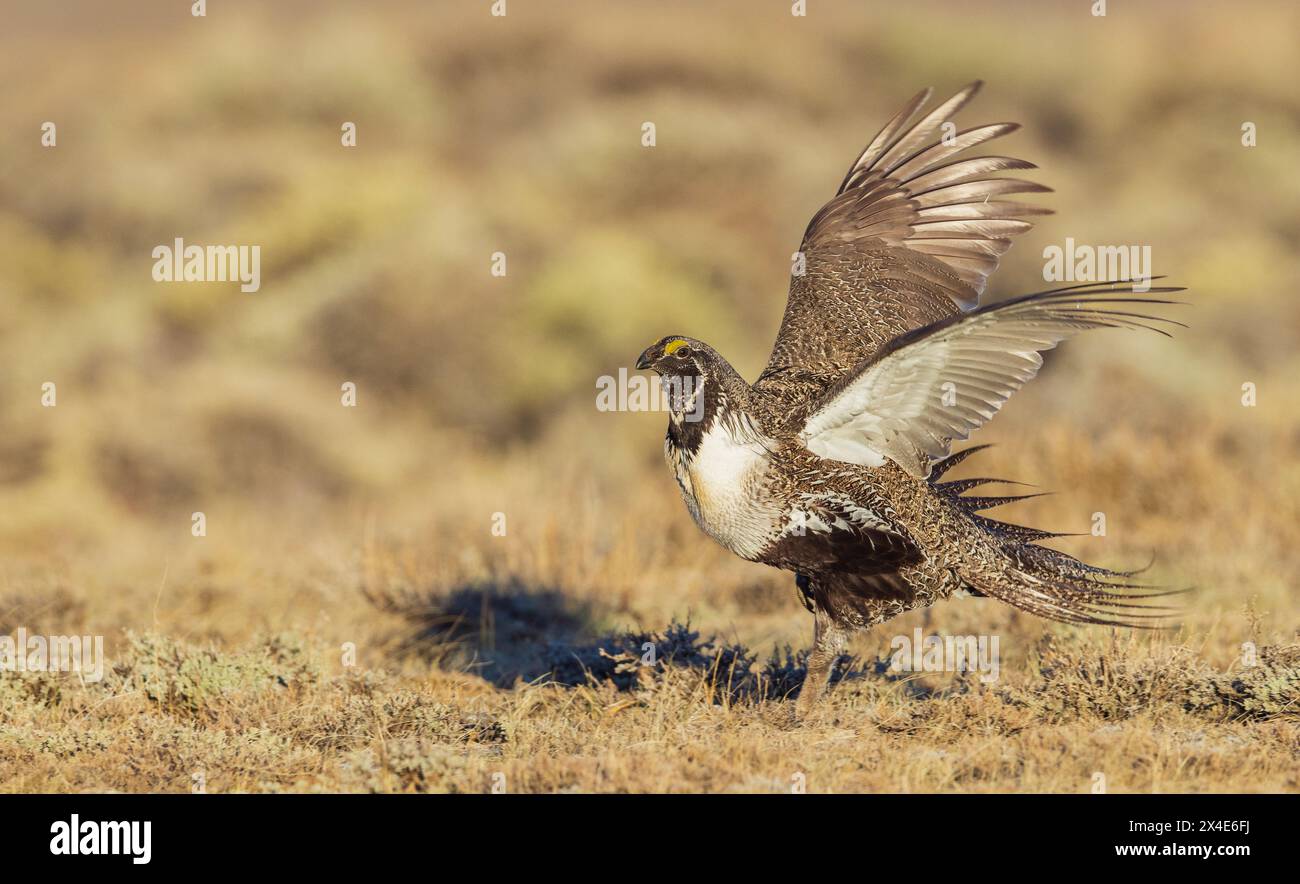 Grouse flying hi-res stock photography and images - Alamy