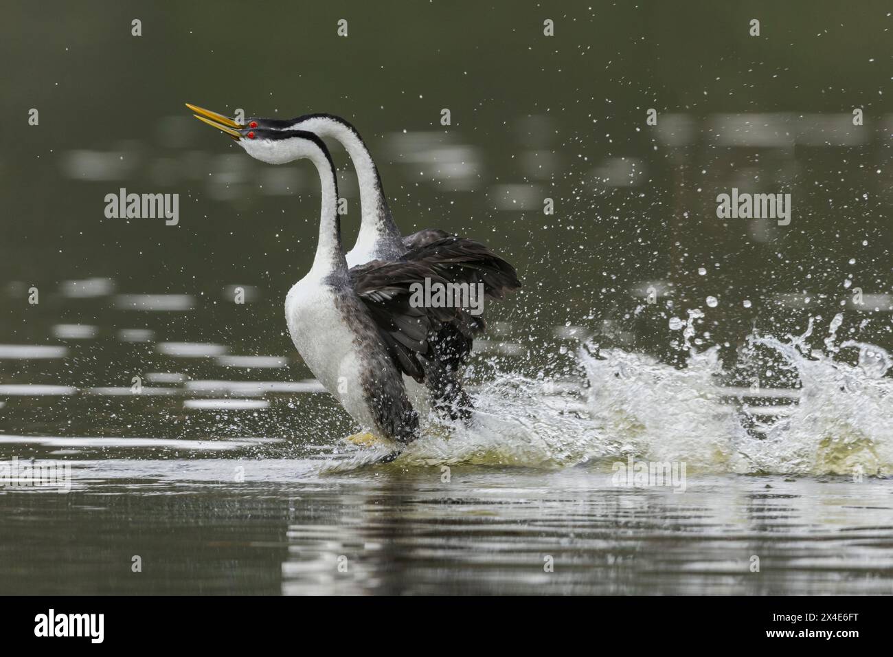 Western grebes rushing display, Southern California, USA Stock Photo ...