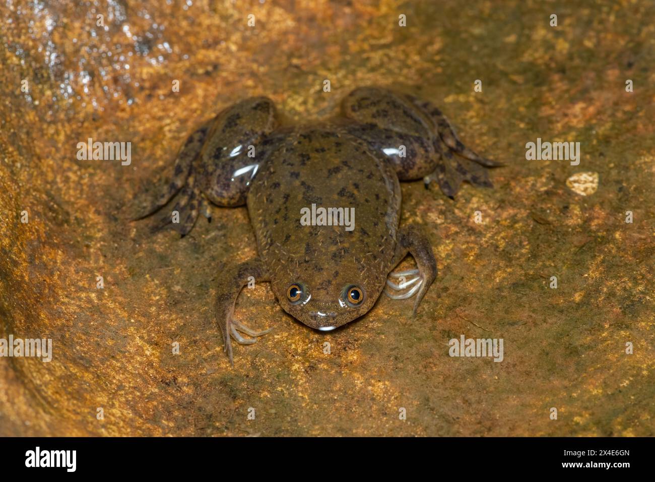 A cute Common Platanna, also known as the African Clawed Frog (Xenopus ...