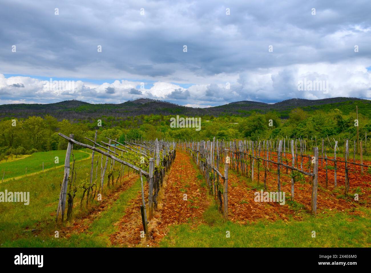 Grapevine field at Kras with forest covered hill in Primorska, Slovenia ...