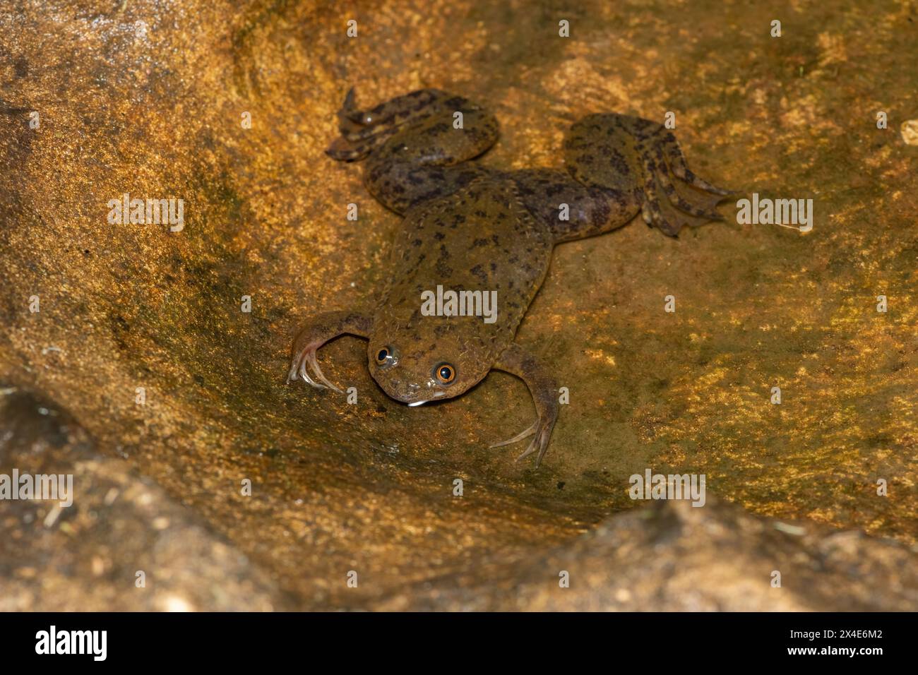 A cute Common Platanna, also known as the African Clawed Frog (Xenopus ...