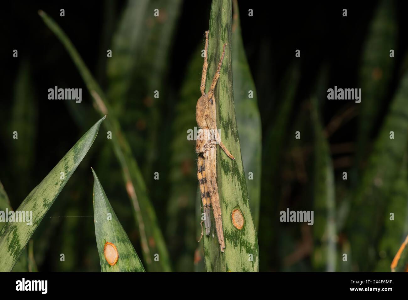 Common rain spider (Palystes superciliosus) on a cold winter's night ...