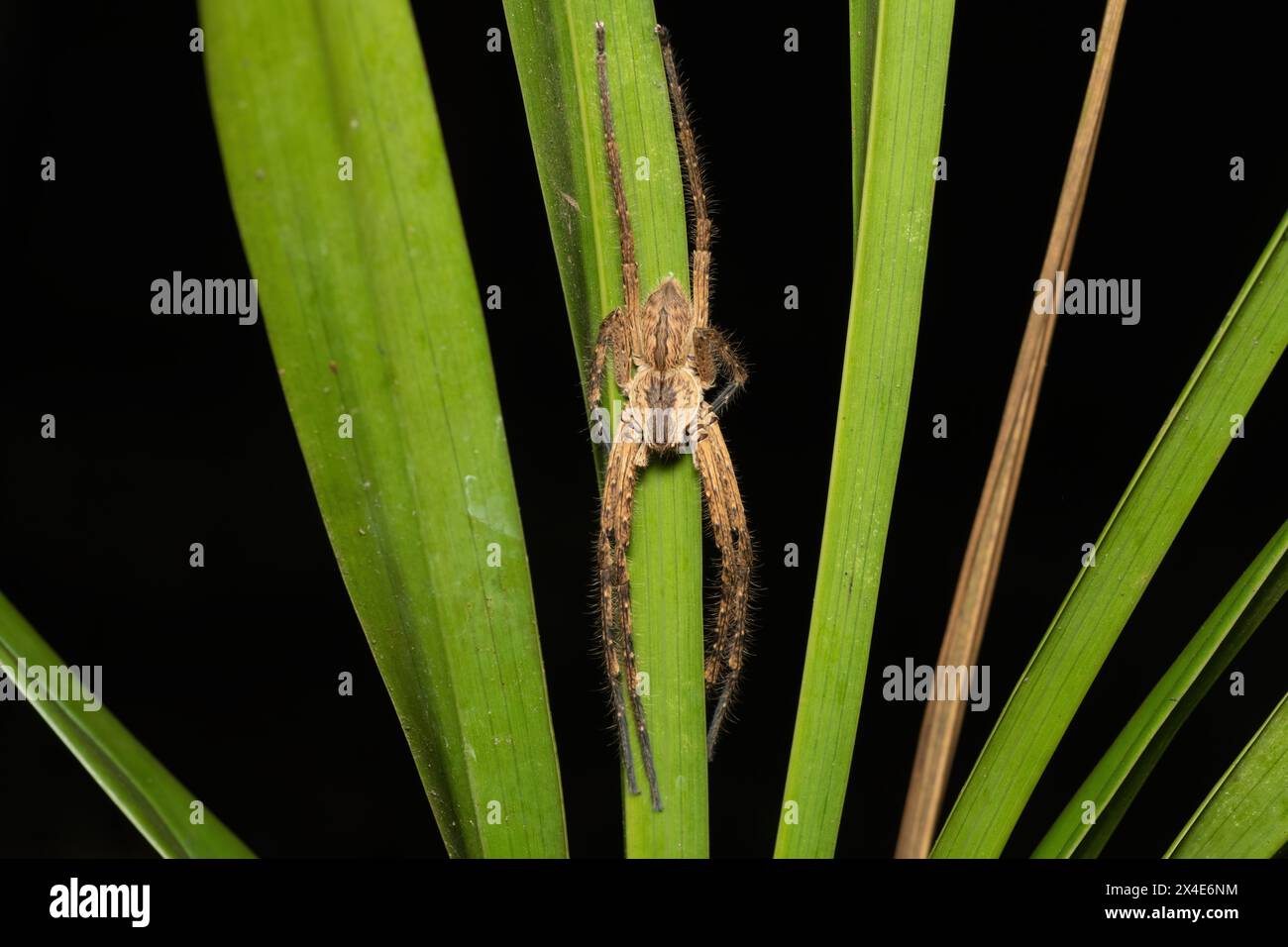 Common rain spider (Palystes superciliosus) on a cold winter's night ...