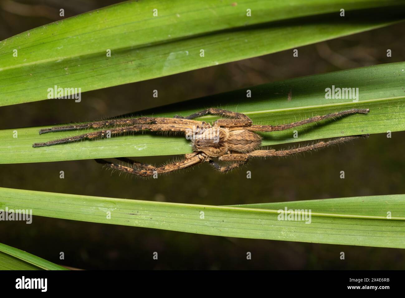 Common rain spider (Palystes superciliosus) on a cold winter's night ...
