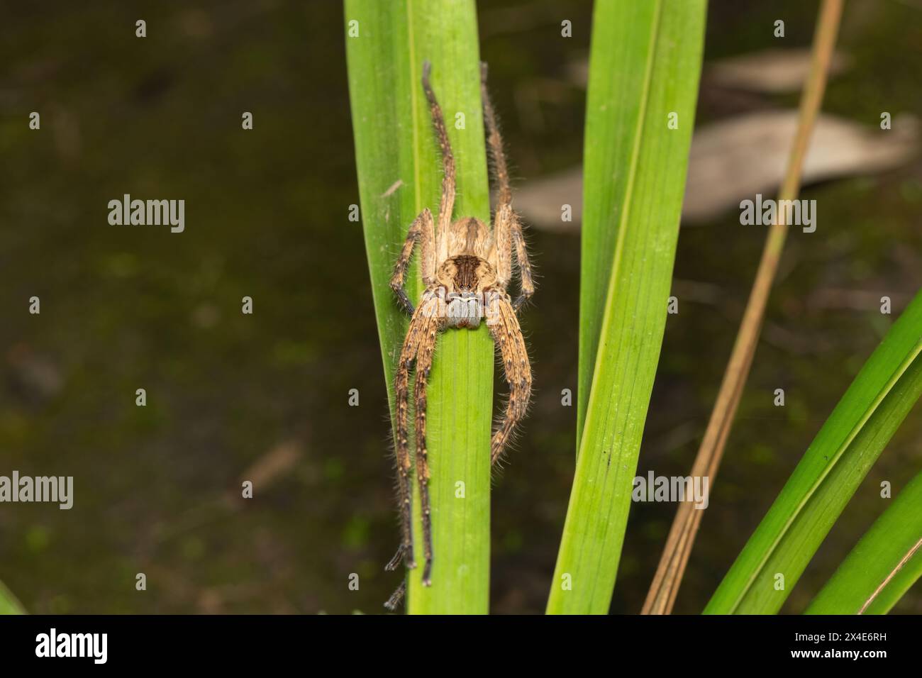 Common rain spider (Palystes superciliosus) on a cold winter's night ...