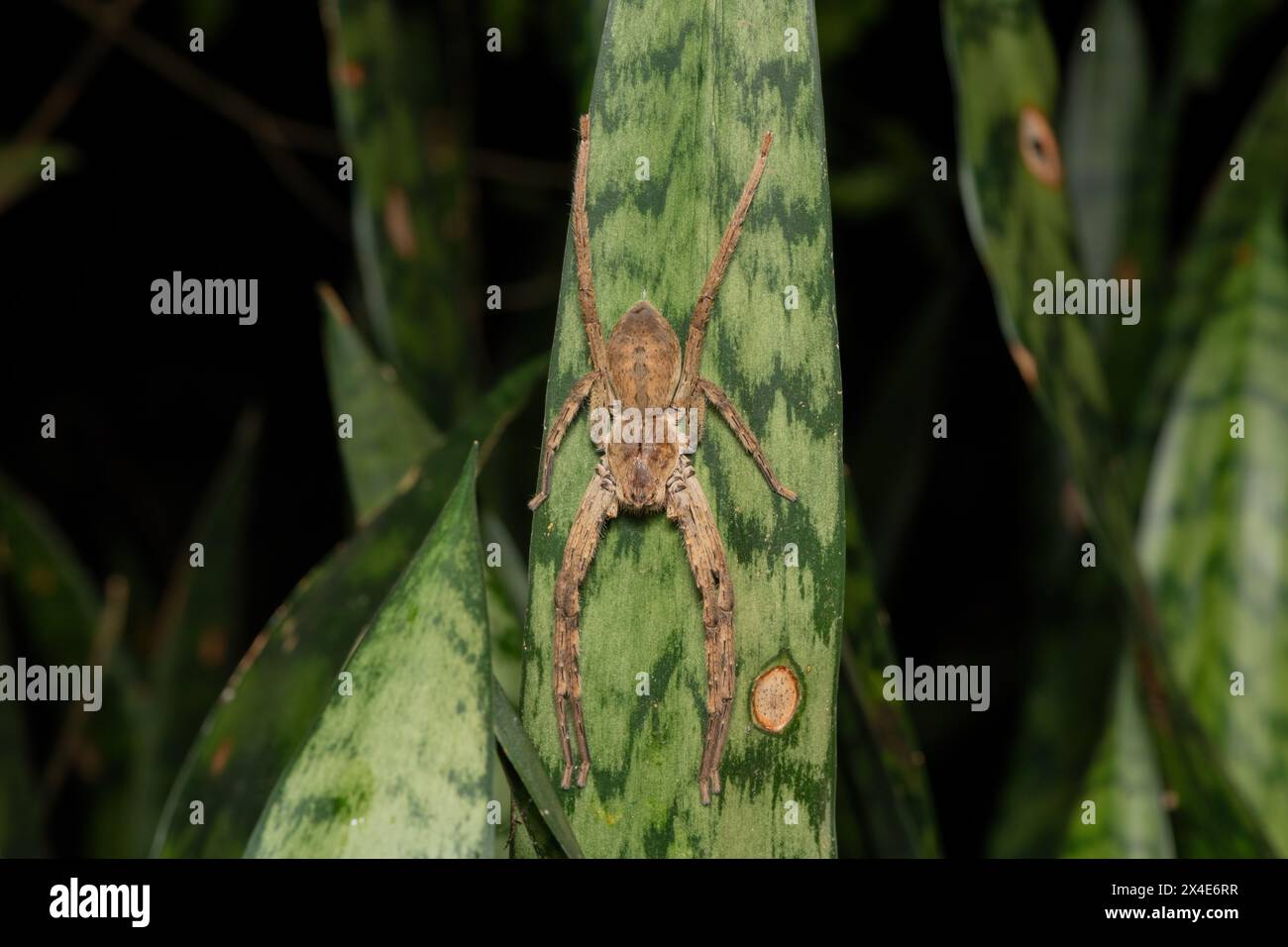 Common rain spider (Palystes superciliosus) on a cold winter's night ...